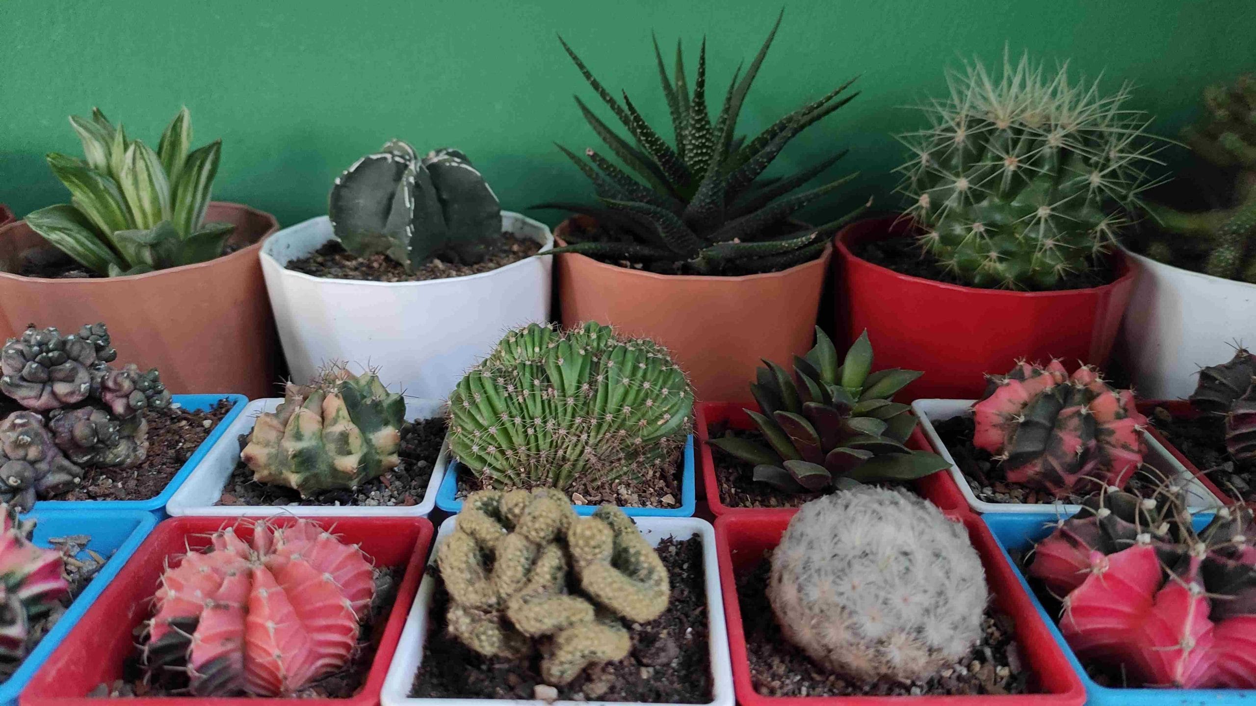 The Air-Purifying Benefits of Indoor Plants - Inner Plants